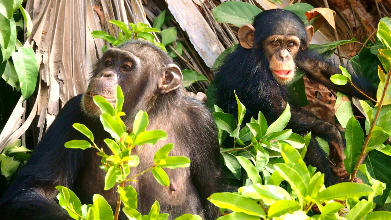 Wild chimpanzees were just caught sharing fermented fruit with each ...