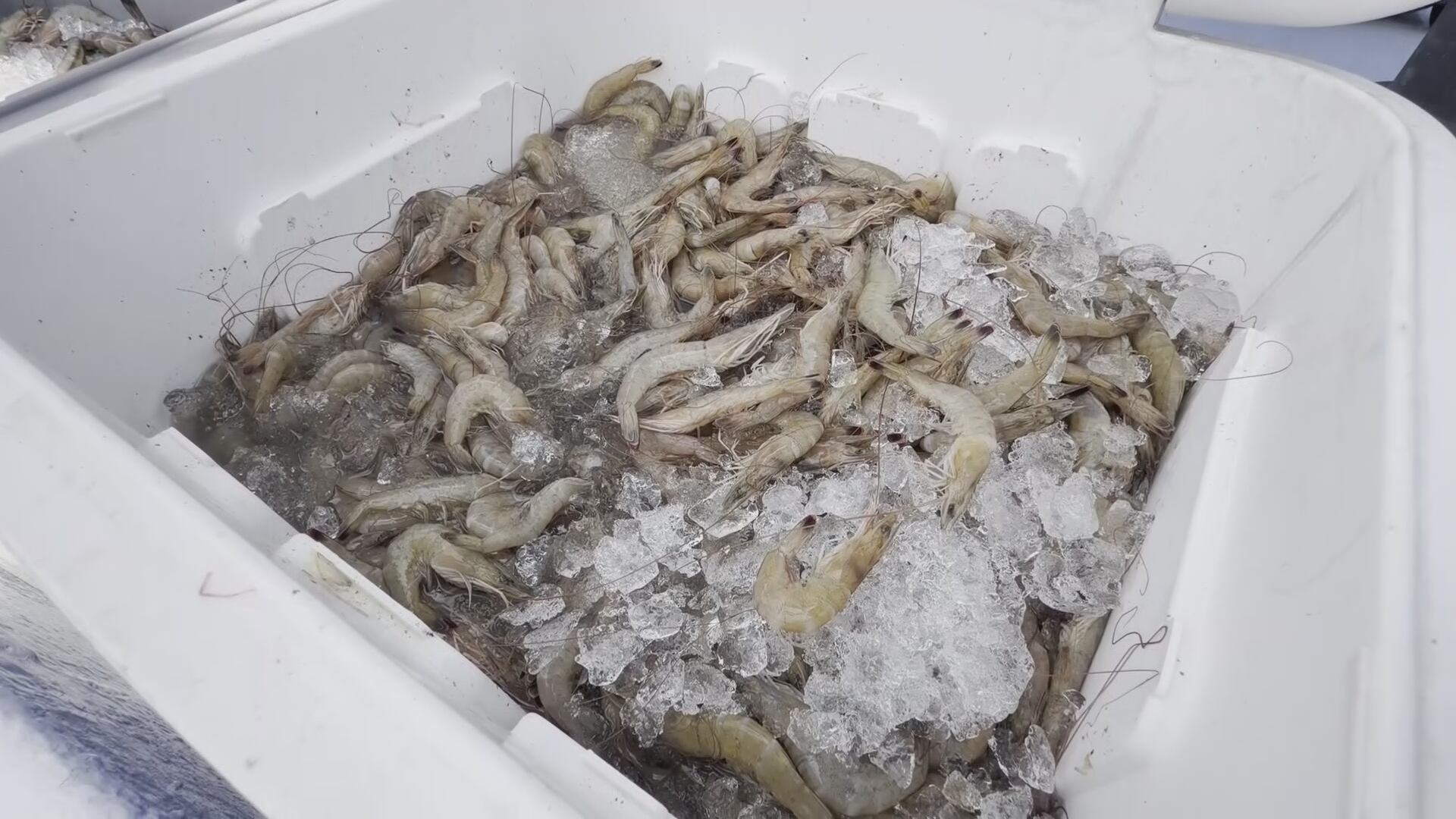 Alabama state waters open for shrimping Monday