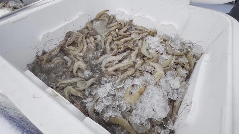 Alabama state waters open for shrimping Monday