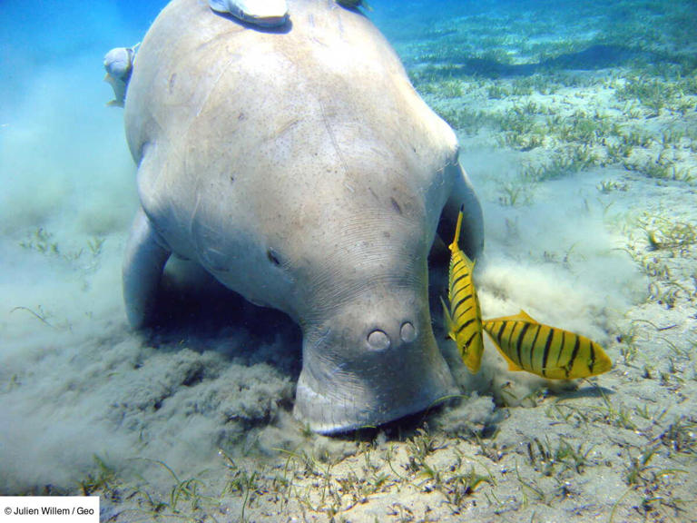 À la recherche des dugongs de Mayotte, trésors fragiles du lagon