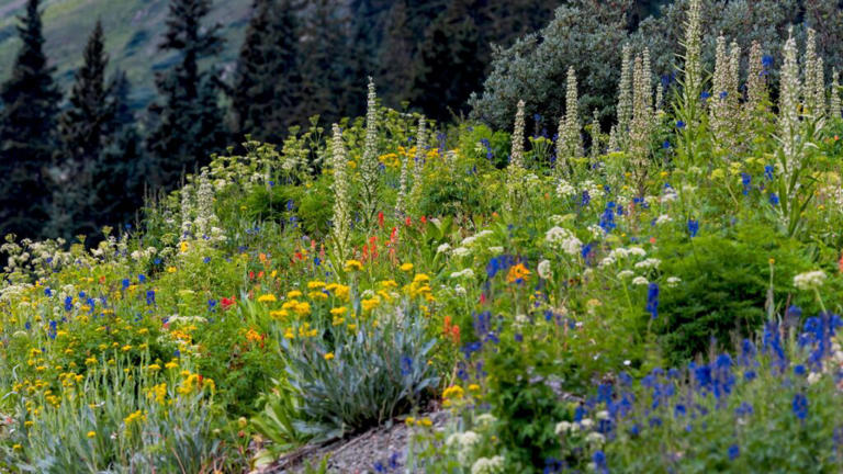 Colorado officials warn invasive 'jumping worm' is spreading across the ...