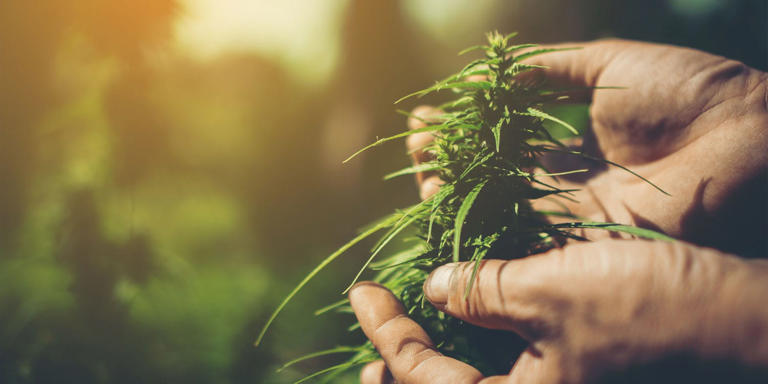 Lesser-known cannabis compounds show promise for treating alcohol ...