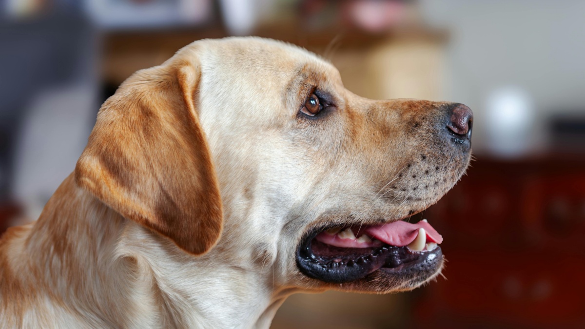 The canine mirror: What your favorite dog breed reveals about your ...