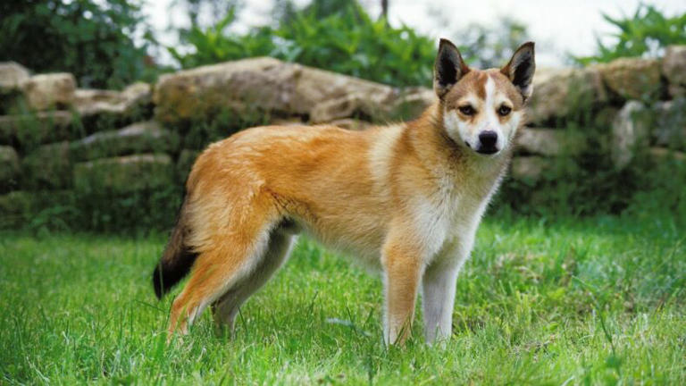 The dog with six toes: Meet the Norwegian Lundehund