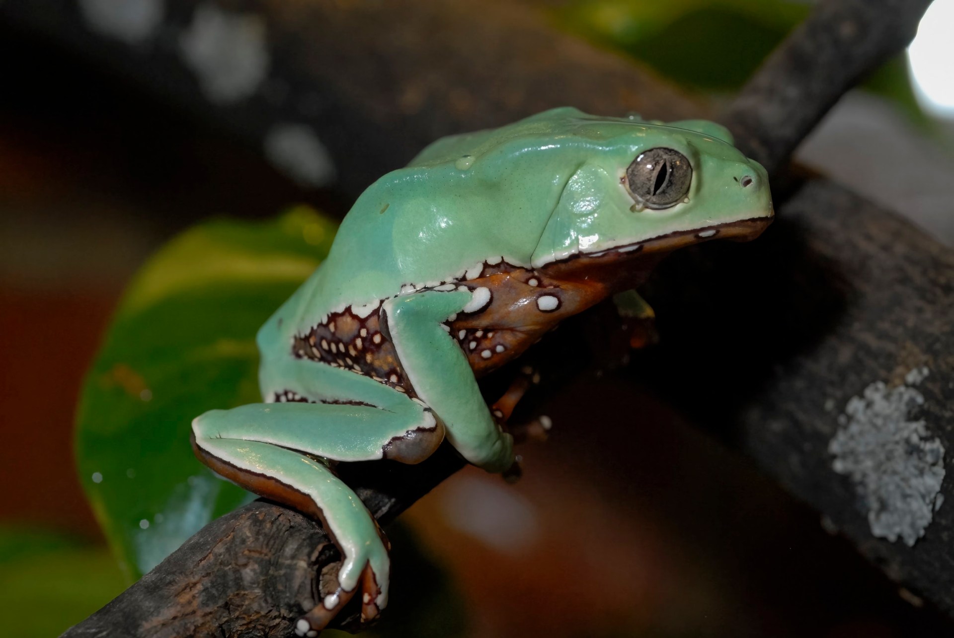 Warning over ‘shamans’ peddling poison Amazonian frog ‘detox treatment ...