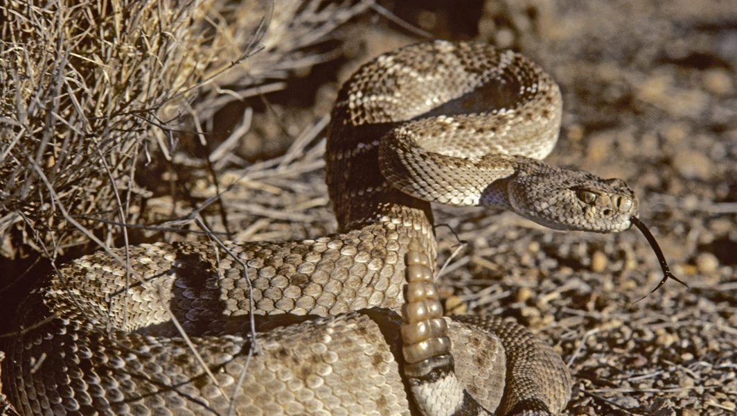 Hunting strategies and venom of American pit vipers