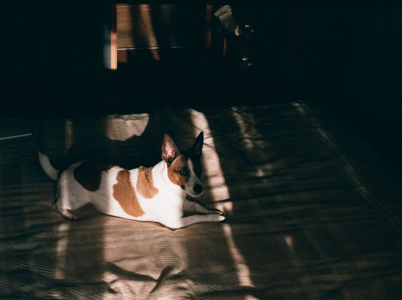 10 reserved dog breeds that appreciate calm and personal space