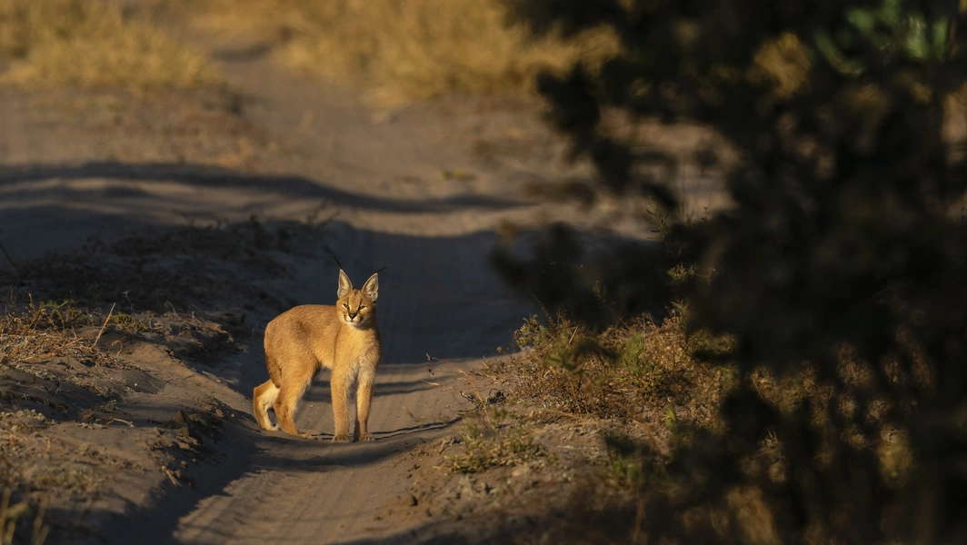 Why caracals are nature’s stealthy supermodels