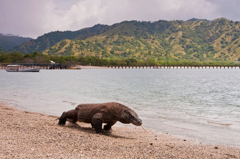 These animals make human serial killers look tame
