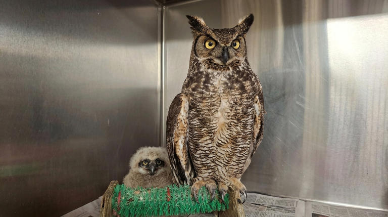 A wildlife rescuer noticed one small detail on an injured owl that ...