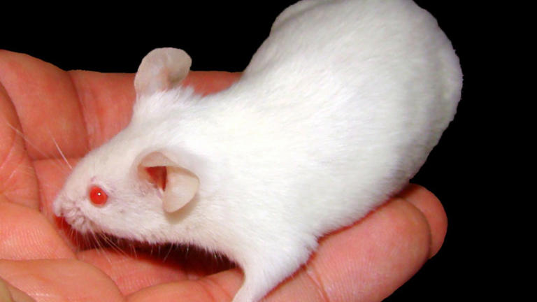 A drug combo studied for anti-aging just backfired in mice ...