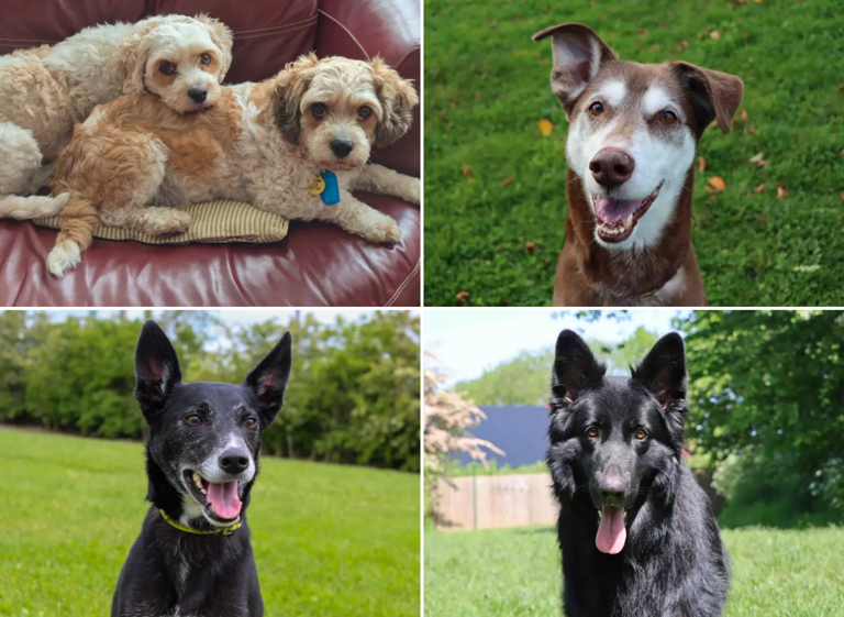 21 adorable Dogs Trust canines looking for their forever homes in the ...