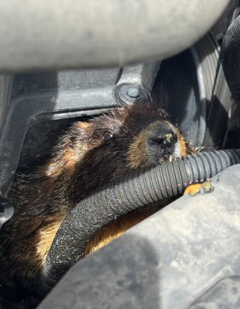 Police rescue friendly marmot found clinging inside truck after 280 ...
