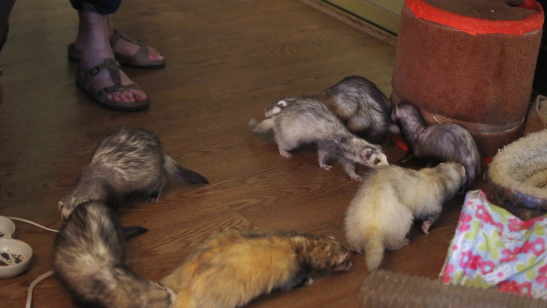 Ferret care tips every future owner needs