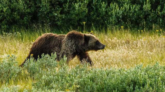 'We're actually gonna die': Hikers say grizzly growled at them before ...