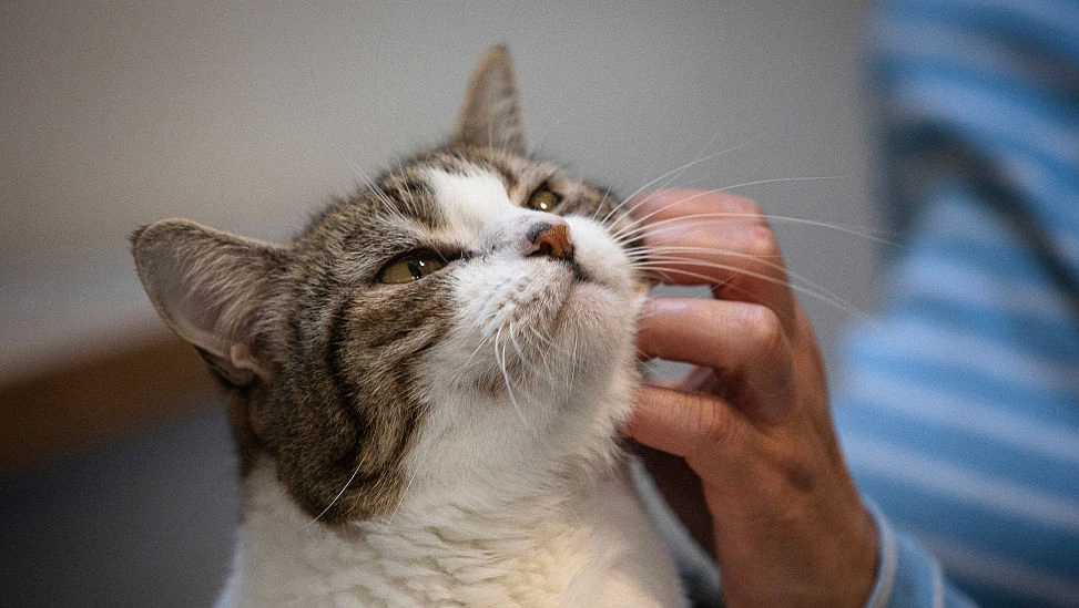 Understanding why cats touch your face