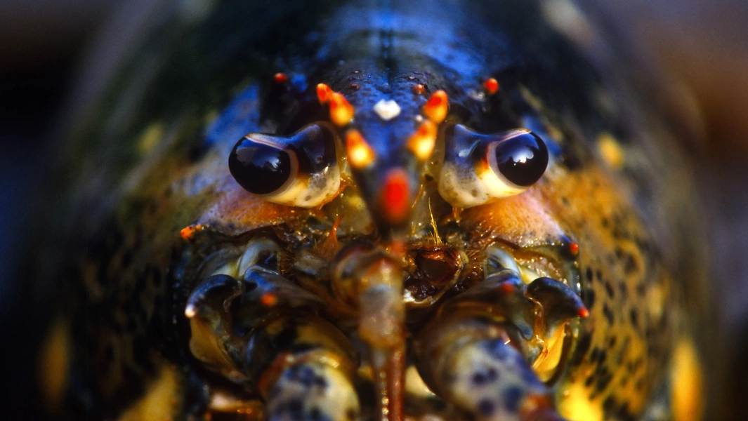 Master the art of cooking lobster at home