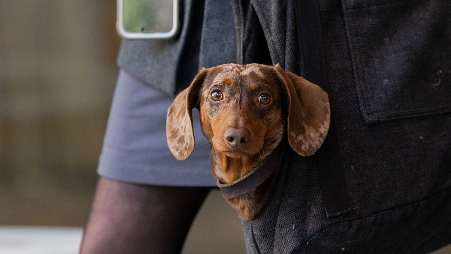 Small dog breeds that fit your life