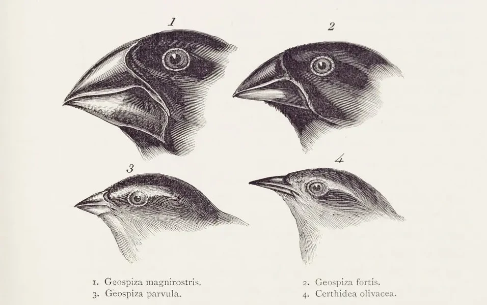 How species split and evolve over time