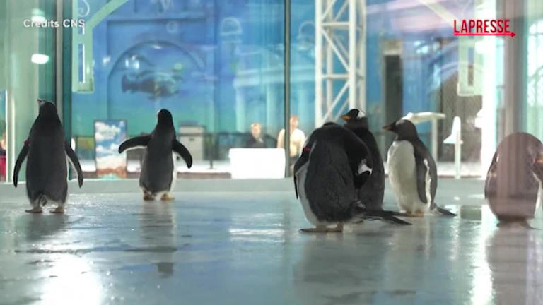 Cina, un parco termale con i pinguini: la pazza idea di un resort di Harbin