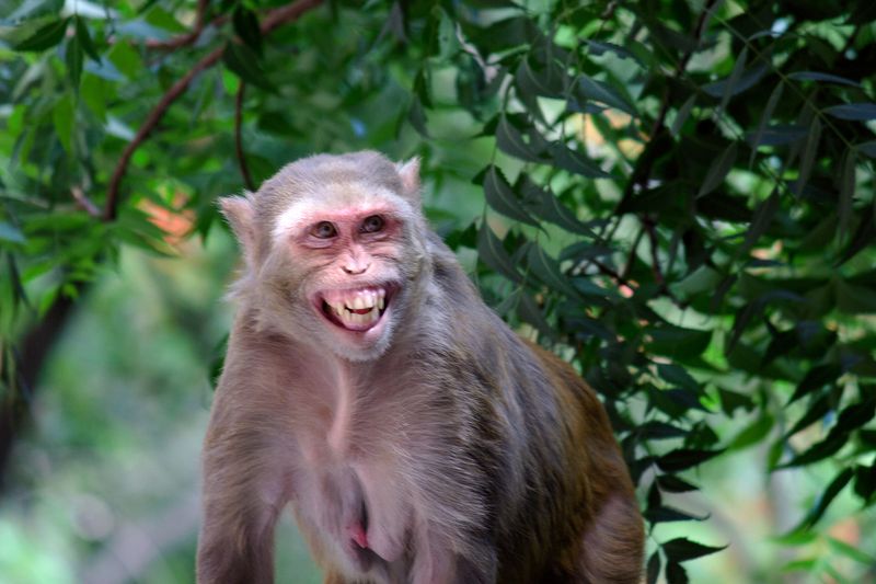 Monkey snatches bag with Rs 2 lakh in Bulandshahr court; rains notes ...