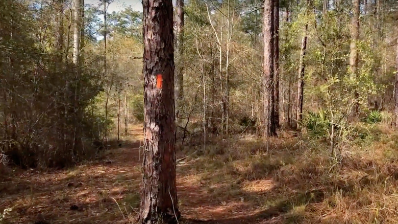 The most scenic trails in Florida (from serene boardwalks to jungle ...
