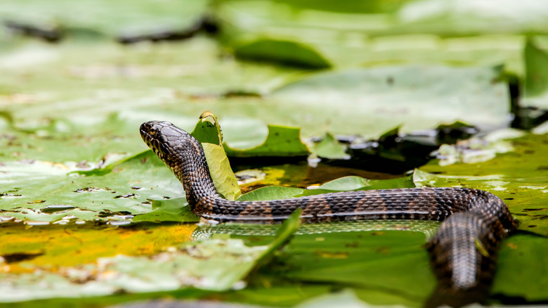 These iconic, wild, and beautiful West Virginia waters might also be ...
