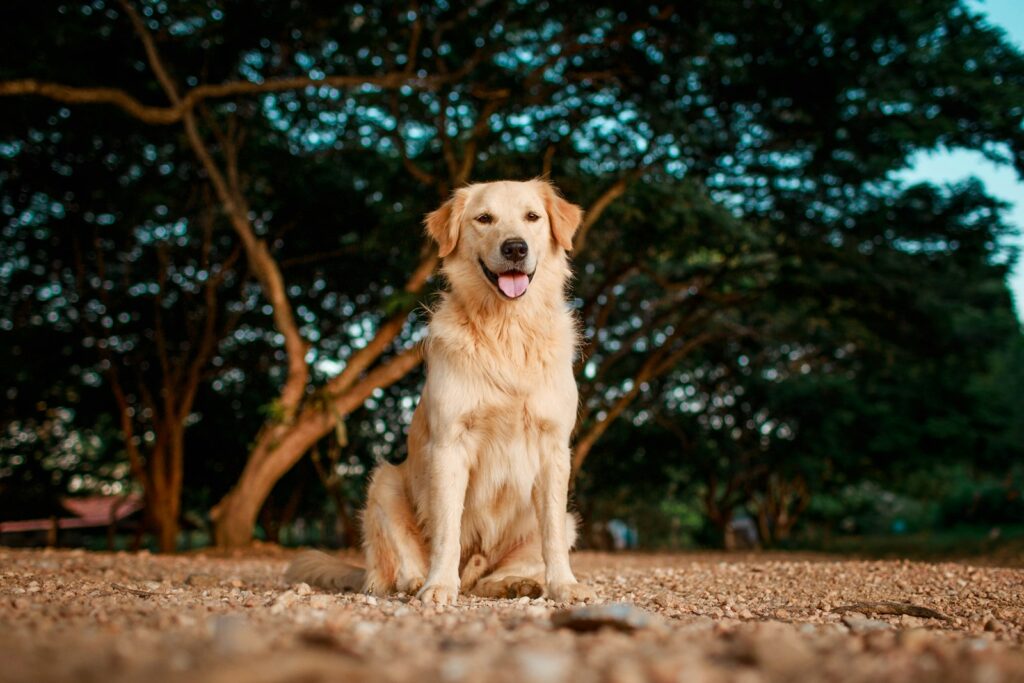 15 most clingy dog breeds that hate being left alone