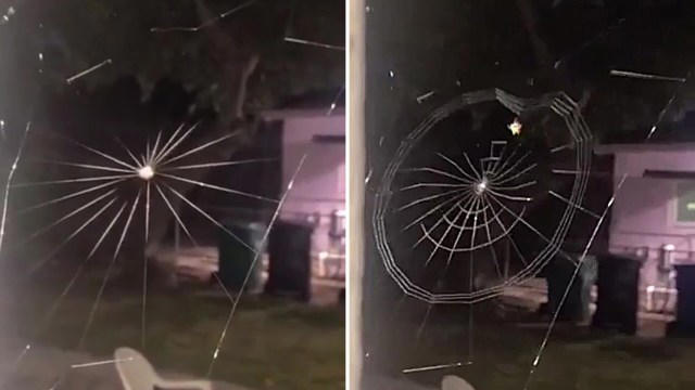 Spider seen spinning a web around its own body sparks debate over what ...