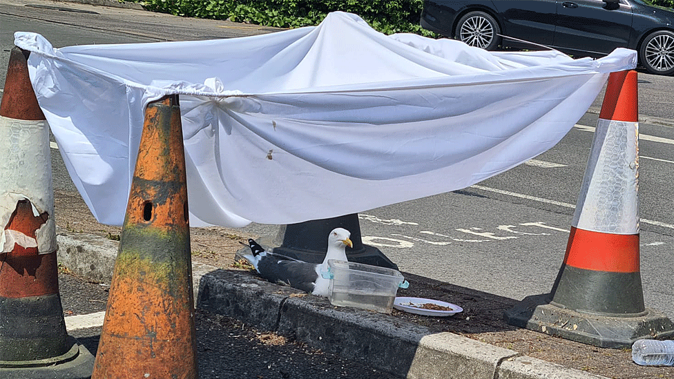 Supermarket staff praised for creating sun shade for seagull nesting in ...