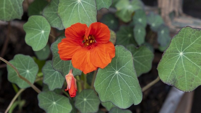 15 flowering companion plants that can ward off pests from garden cucumbers