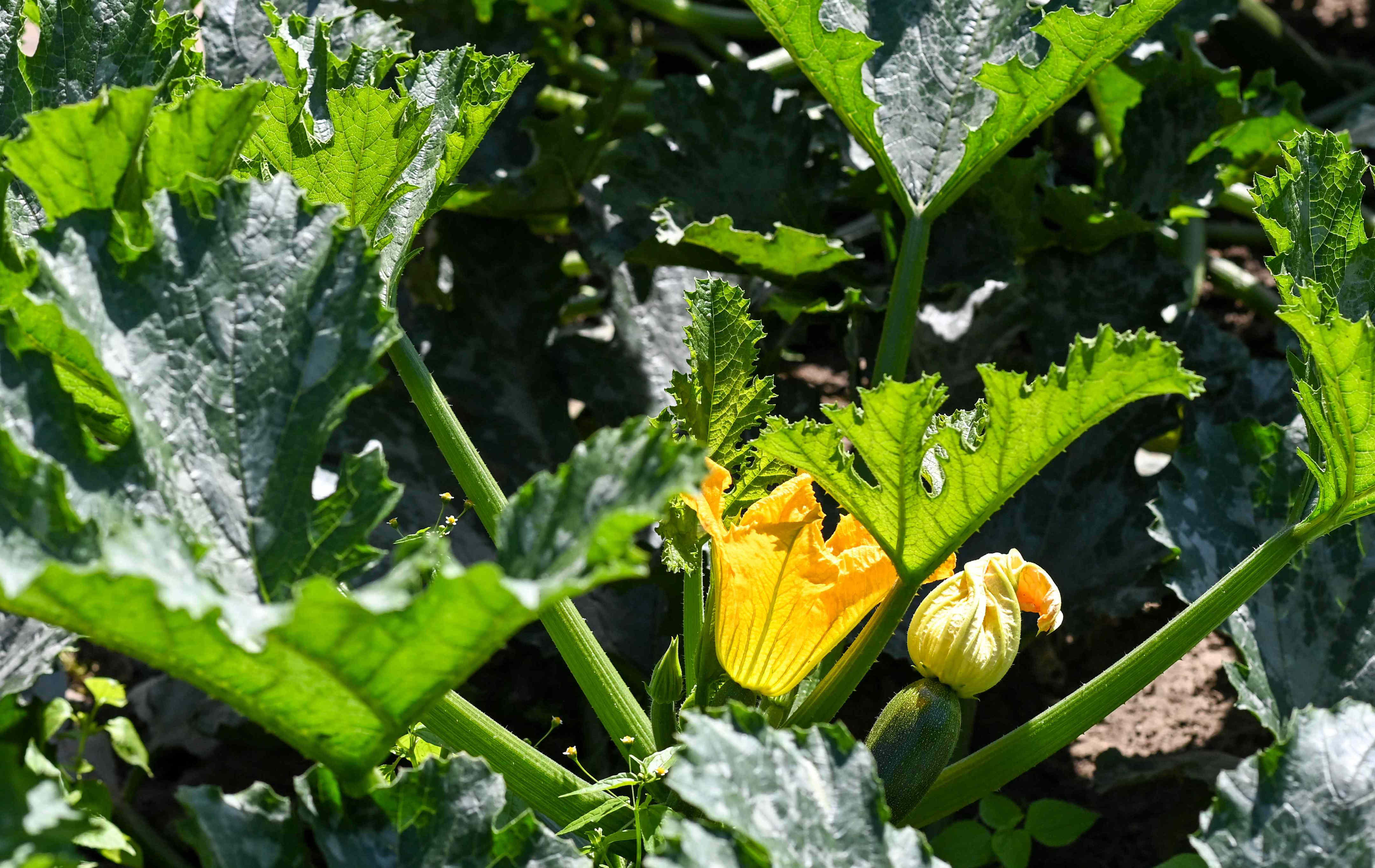5 common reasons zucchini leaves wilt—and how to fix them