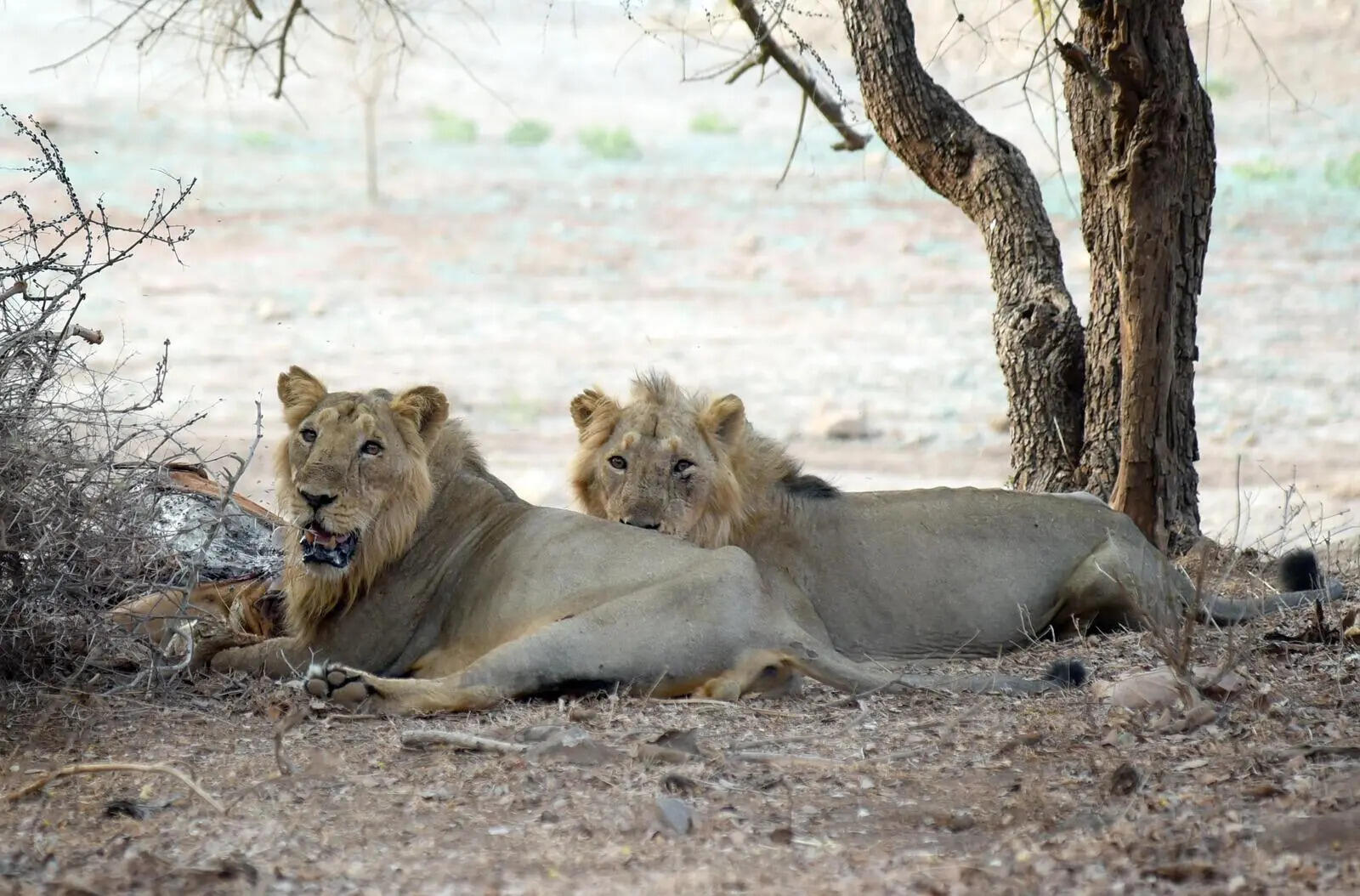 1.08L feral dogs outnumber 80k cattle in main lion cluster