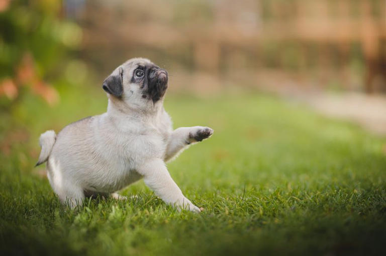 Bulldogs, pugs and 65 other dog breeds could soon be banned in UK