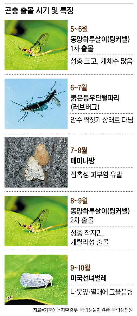 Tinker Bells and pests invade Seoul through September
