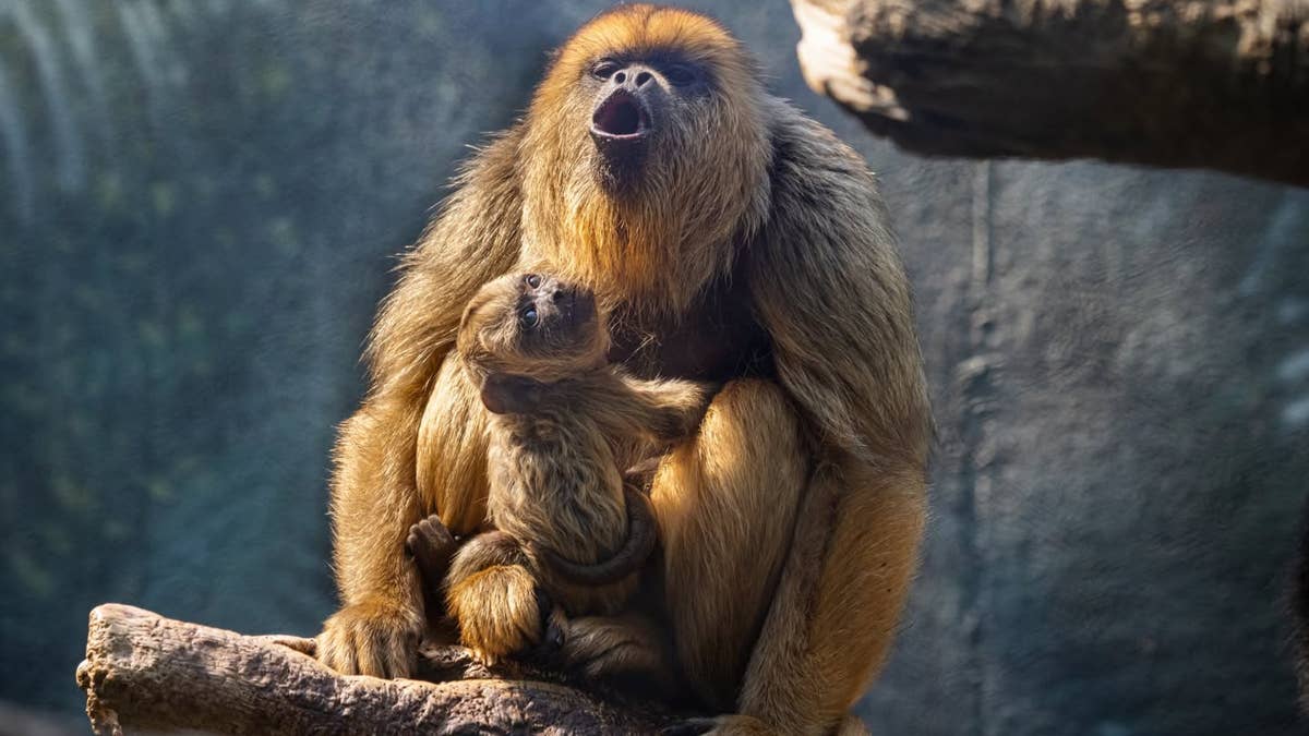The Buffalo Zoo’s new baby black howler monkey is stuck to mom like glue