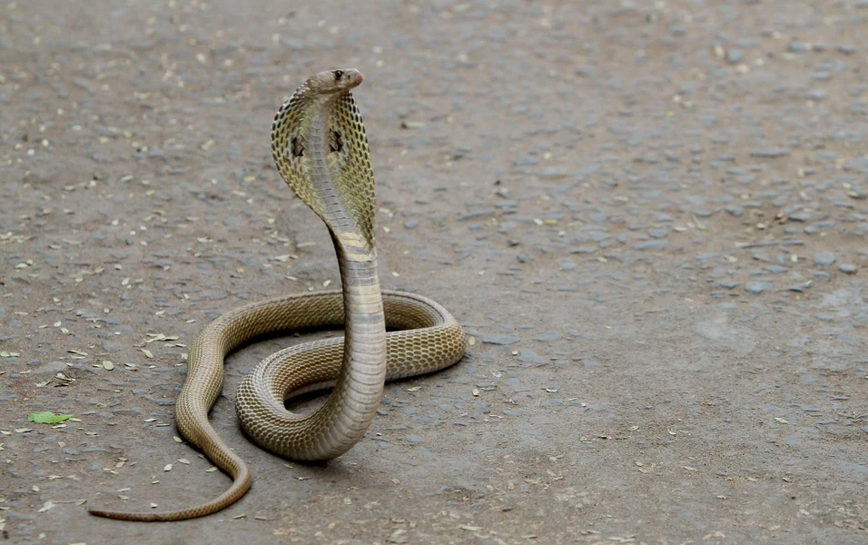Paralysed Odisha man survives hours trapped by venomous snake