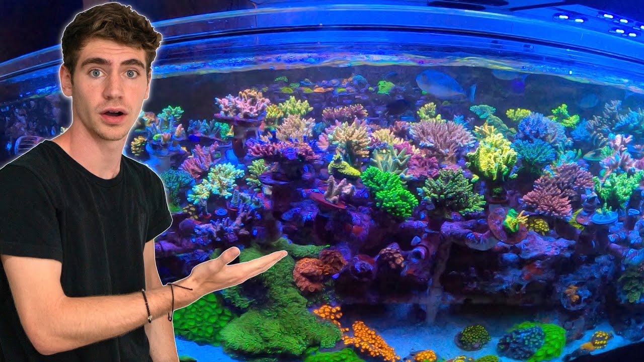 Private tour of 30,000 gallon reef aquarium SPS dominant coral farm ...