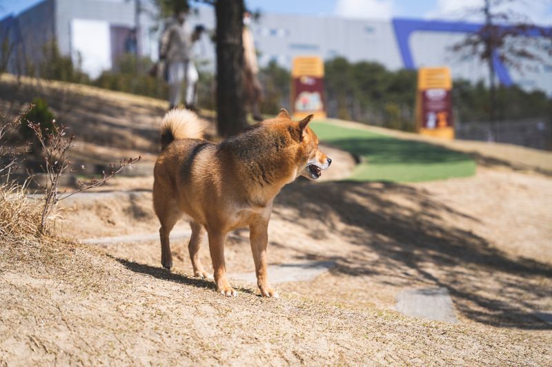 10 reserved dog breeds that appreciate calm and personal space