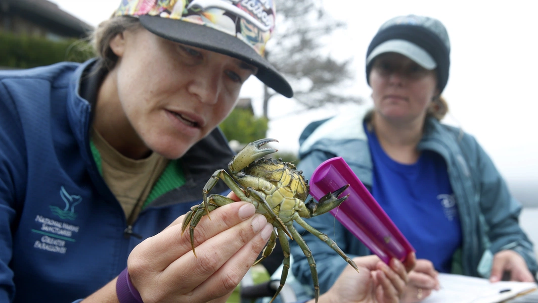 Golden mussel spread triggers California emergency response