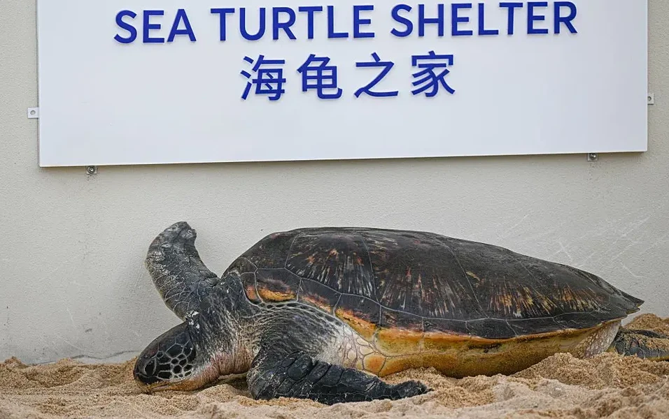 Scientists reveal how light pollution threatens sea turtle hatchlings