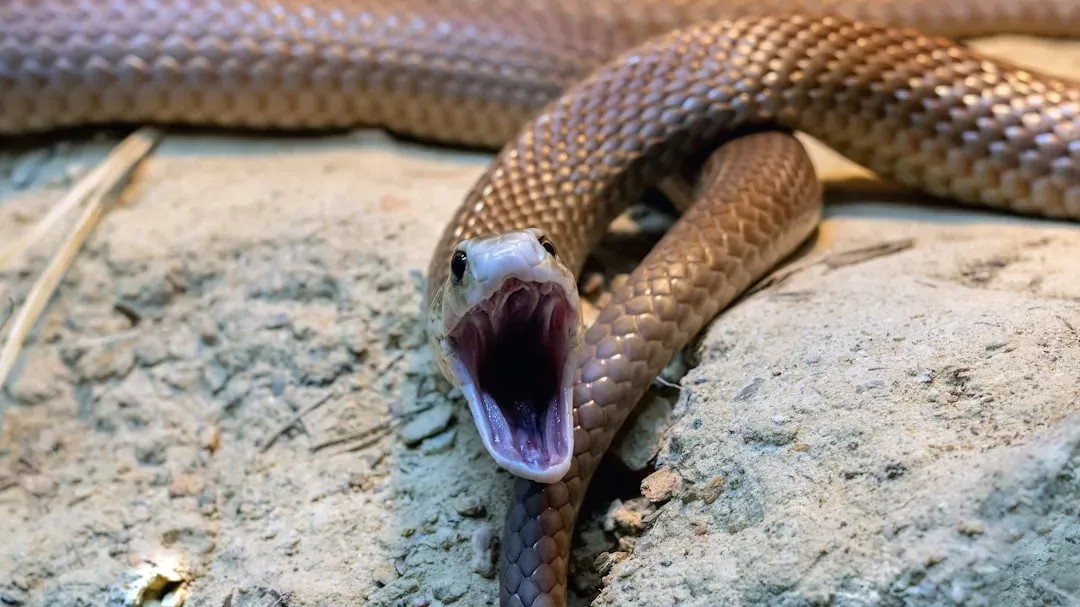 Venomous snakes ranked from most lethal to least dangerous