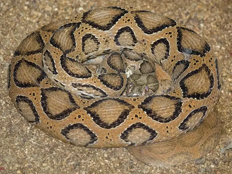 Venomous snakes ranked from most lethal to least dangerous