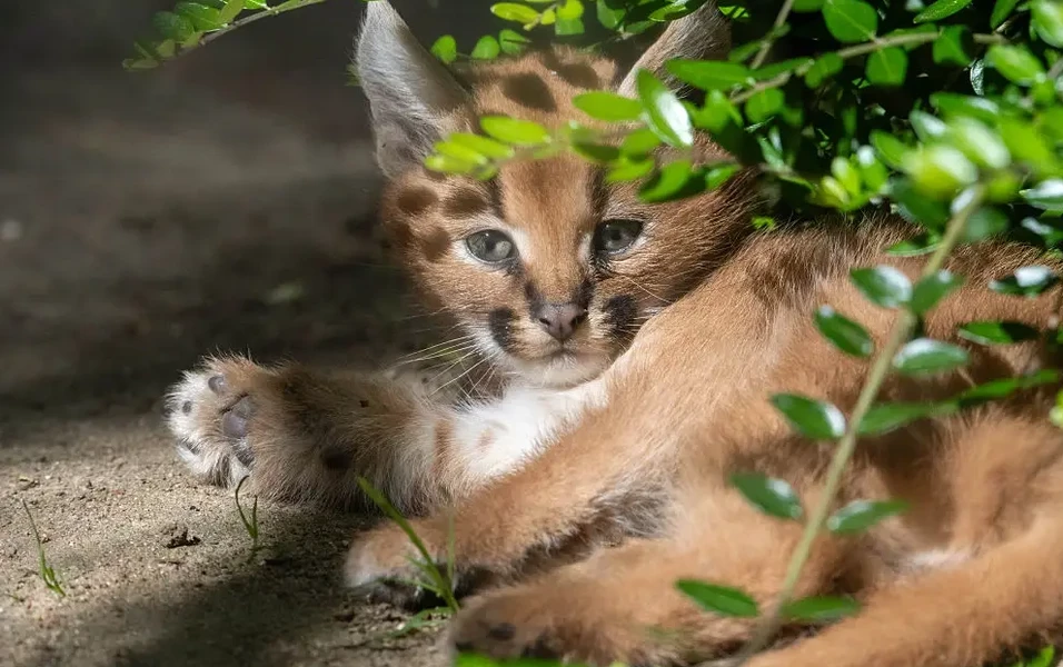 Why caracals are nature’s stealthy supermodels