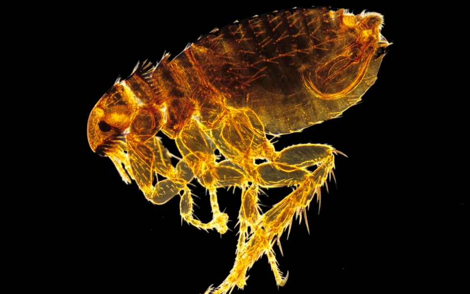 Smart parasite protection tips every dog parent needs