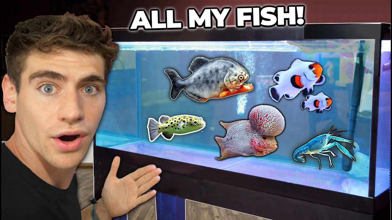 All my fish and rare exotic animals! (Back home tour)