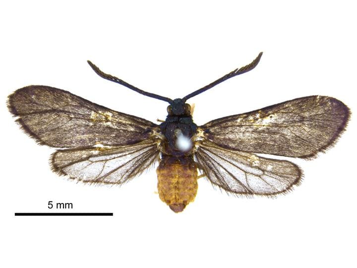 The fly introduced to save Fiji’s coconuts caused an extinction