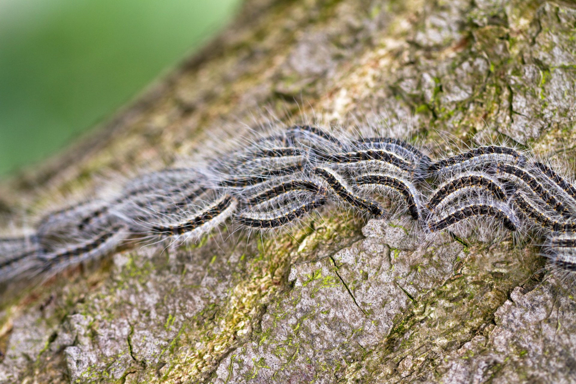 Council issues urgent warning over dangerous caterpillars