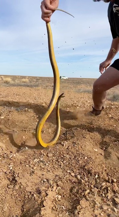 The World’s Most Venemous Snake!