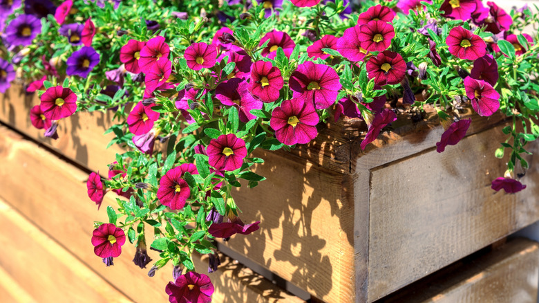 Not your average planter box: This unique Amazon find doubles as garden ...